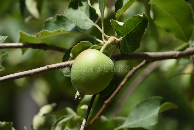Green Apple Growing on a Tree in the Fall Stock Photo - Image of ...