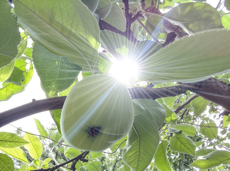 A Green Apple Hanging on a Branch among the Leaves Stock Image - Image ...