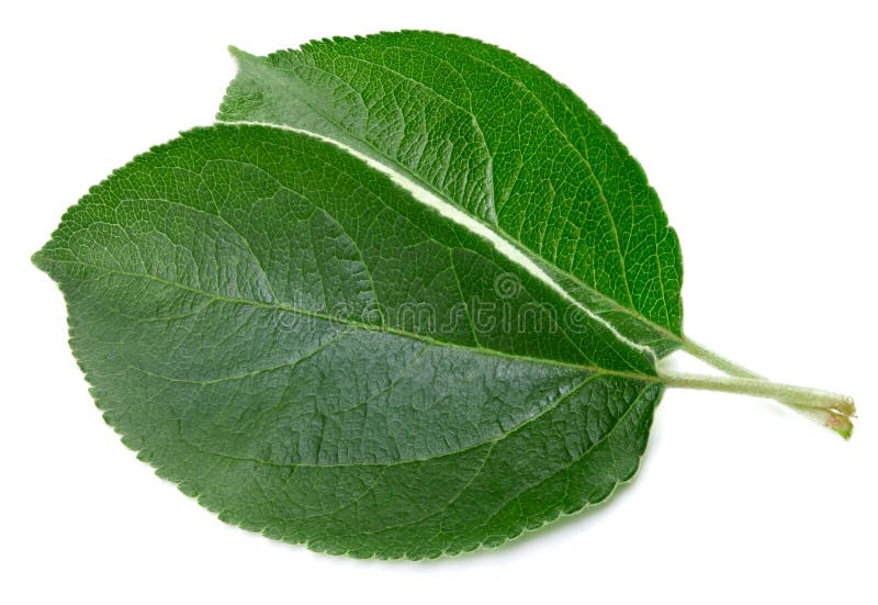 Green apple leaf isolated stock photo. Image of environment - 126788292