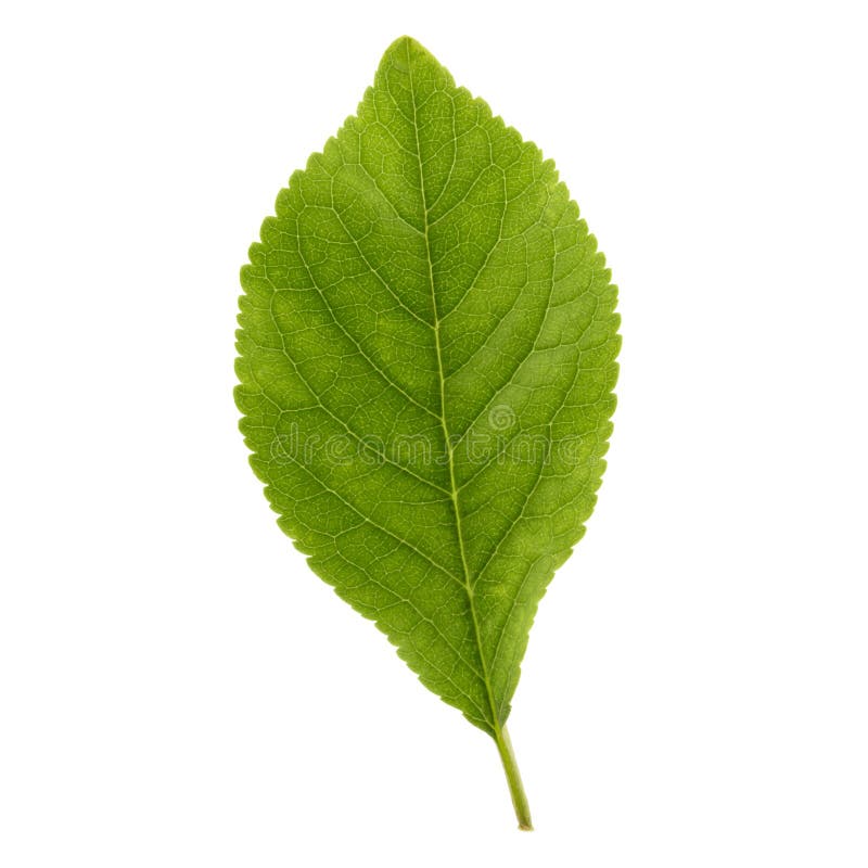 Green Apple Leaf Isolated on White Background Stock Image - Image of ...
