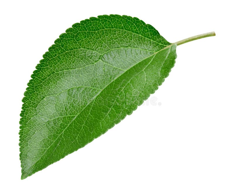Green apple leaf isolated stock photo. Image of environment - 128278676