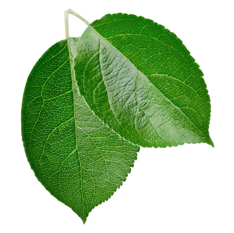Green Apple Leaf Isolated Stock Image Image Of Isolated 126572595