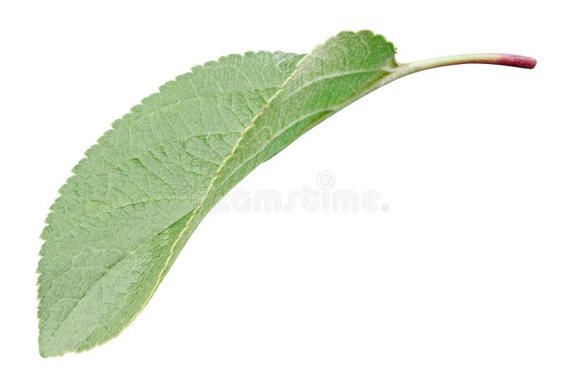 Green Apple Leaf Isolated on White with Stock Image - Image of botany ...