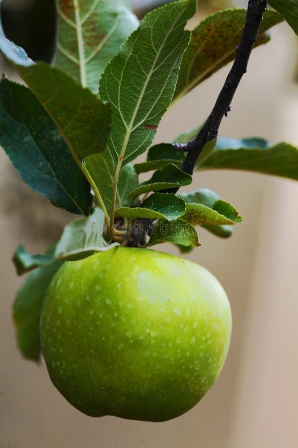 Green apple stock image. Image of agriculture, food, environment - 45907183