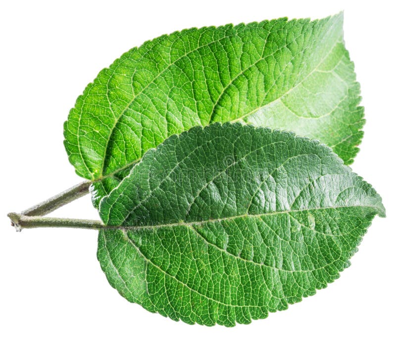 Green Apple Leaves on the White Background Stock Photo - Image of white ...