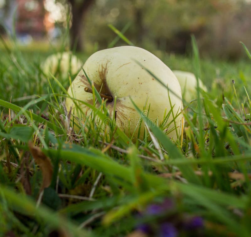 Apple Overlain Stock Photos - Free & Royalty-Free Stock Photos from ...