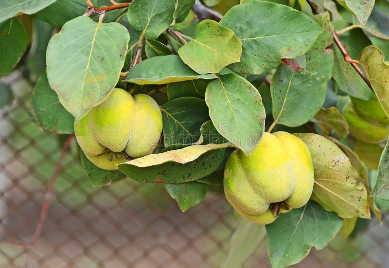 Green Apple-quince on the Branch Stock Photo - Image of food, harvest ...