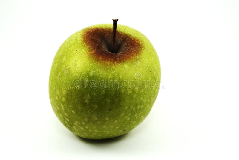 Apple rotten stock image. Image of nature, tree, organic - 140896169