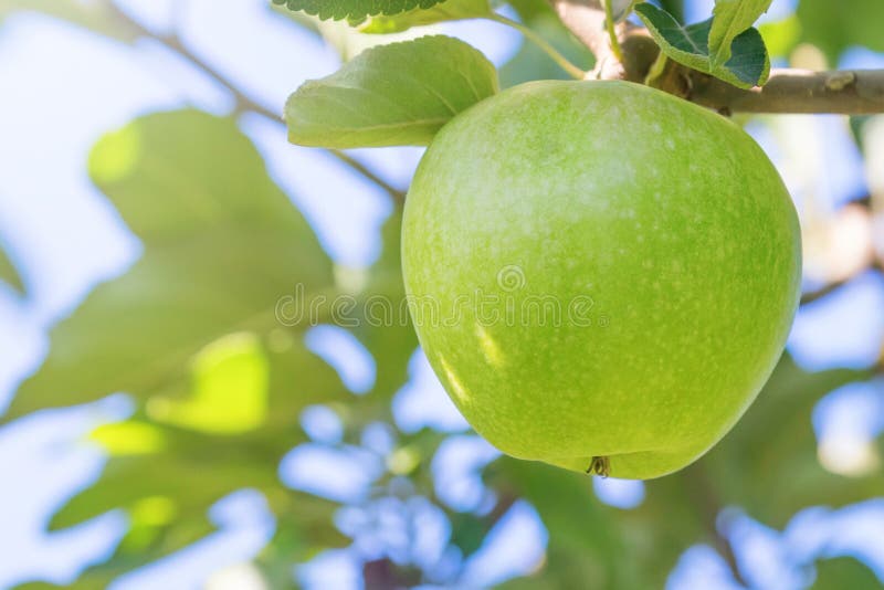 Green Apple on the Tree,Â Apple Tree Stock Photo - Image of freshness ...
