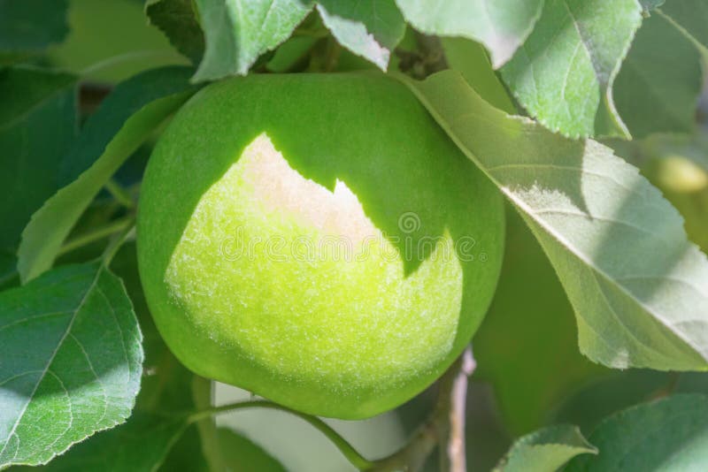 Green Apple on the Tree,Â Apple Tree Stock Image - Image of close ...