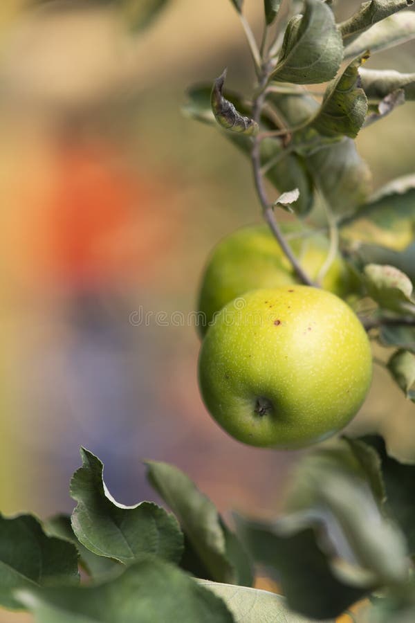 Green Apple in a Tree during Autumn Stock Image - Image of texture ...
