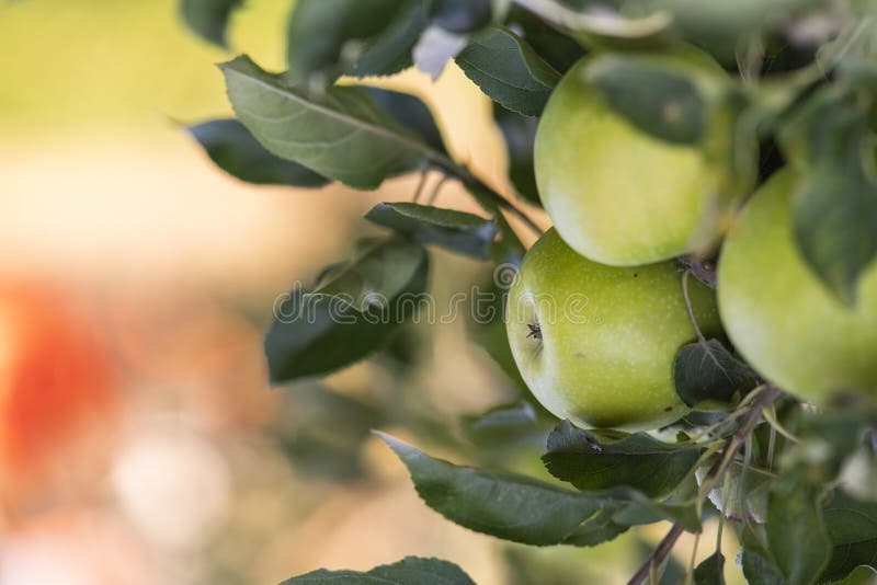 Green Apple in a Tree during Autumn Stock Photo - Image of garden, tree ...