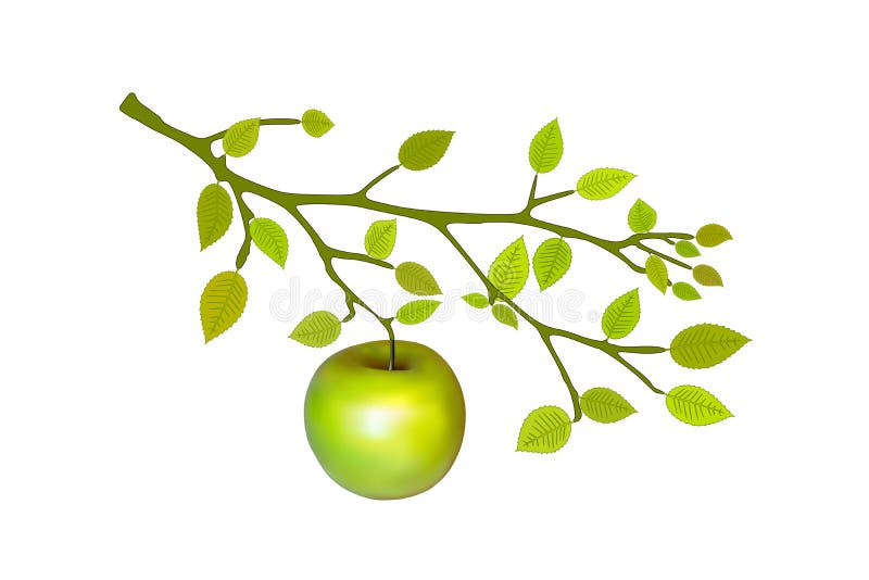 Green apple on tree branch stock vector. Illustration of harvest ...