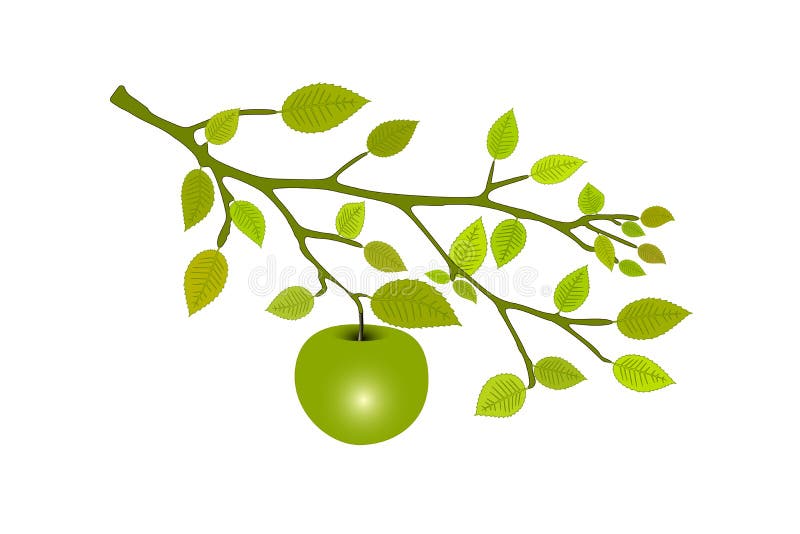 Green apple on tree branch stock vector. Illustration of autumn - 206128779