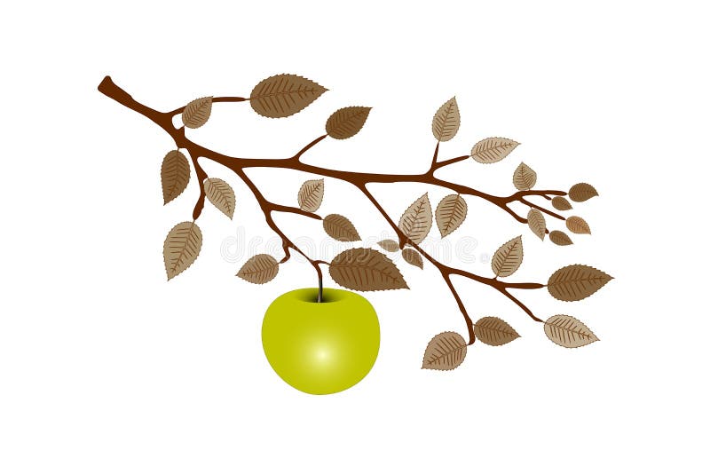 Green apple on tree branch stock vector. Illustration of harvest ...