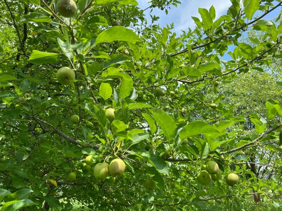 Green Apple Tree Branches in June Stock Photo - Image of tree, june ...