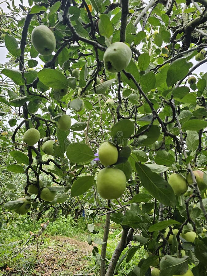 A Green Apple Tree in the Forest Stock Image - Image of apple, leaves ...