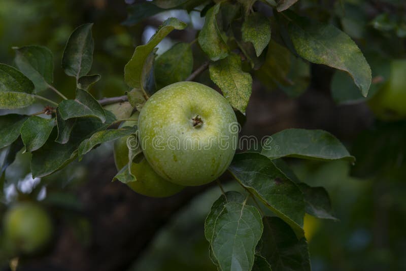 Green Apple Tree with Fruits . Stock Image - Image of health, leaf ...