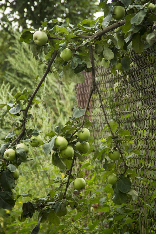 Apple Tree Fence Stock Photos - Download 1,183 Royalty Free Photos