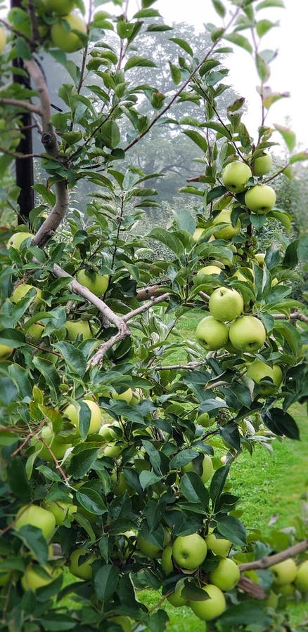 Green apple tree in Ohio stock photo. Image of healthy - 128533506
