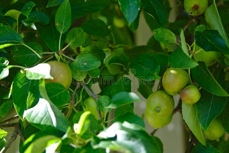 Green Apple Tree with Several Apples Growing Stock Photo - Image of ...
