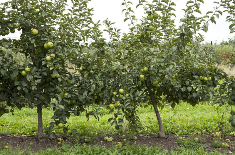Green apple tree stock photo. Image of apples, small - 45032660