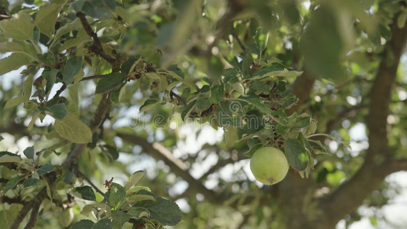 Green Apple on Apple Tree with Sun Peeking through Leaves Stock Photo ...