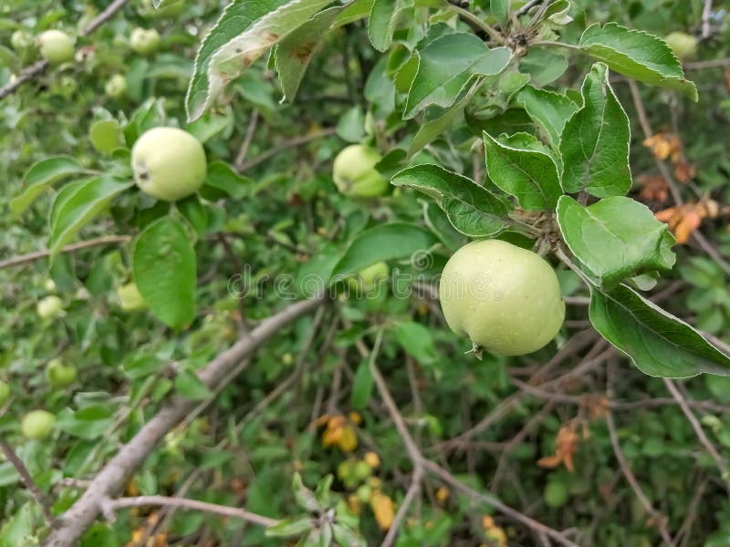 Green Apple on a Tree. the Fruit of an Apple Tree. Winter Apple Tree ...