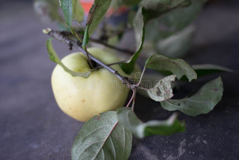 Green apple on a twig stock photo. Image of plant, harvest - 158954034