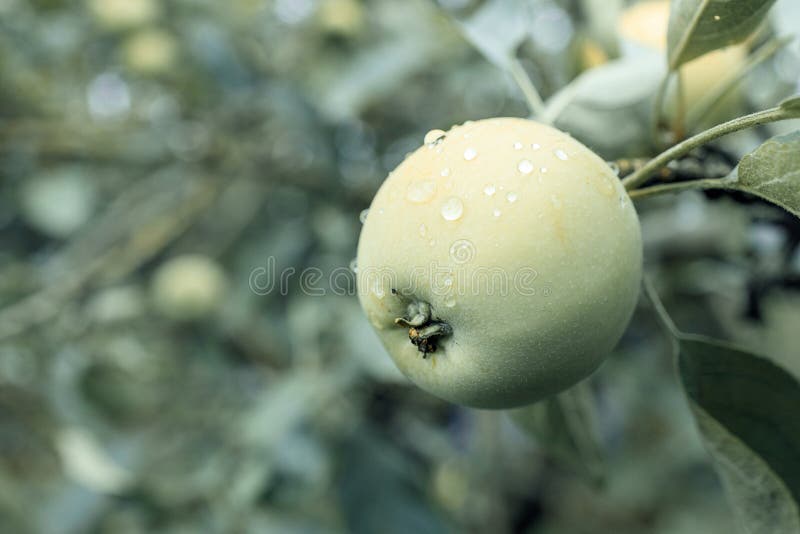 Green Apple in Water Drops on a Tree Branch Stock Image - Image of ...