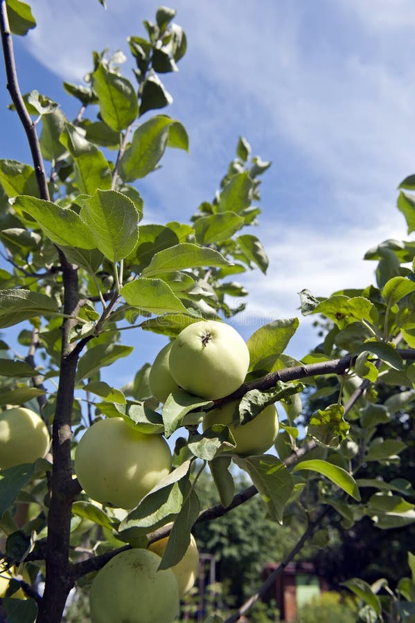 Green Apples Picture. Image: 20769166