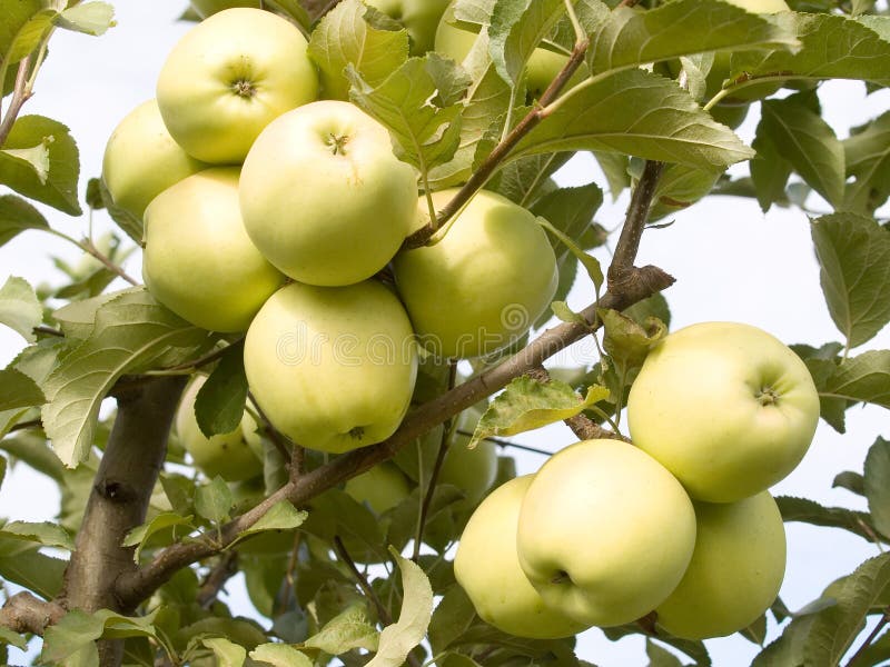 Green apples. stock image. Image of crop, orchard, fruit - 21358723