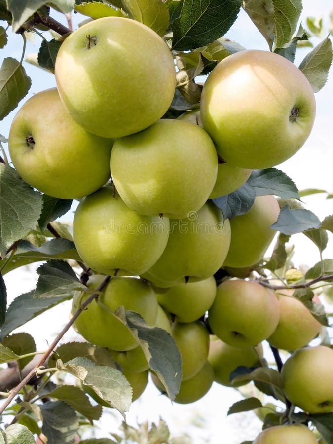 Green apples. stock image. Image of fructify, plant, season - 21358725