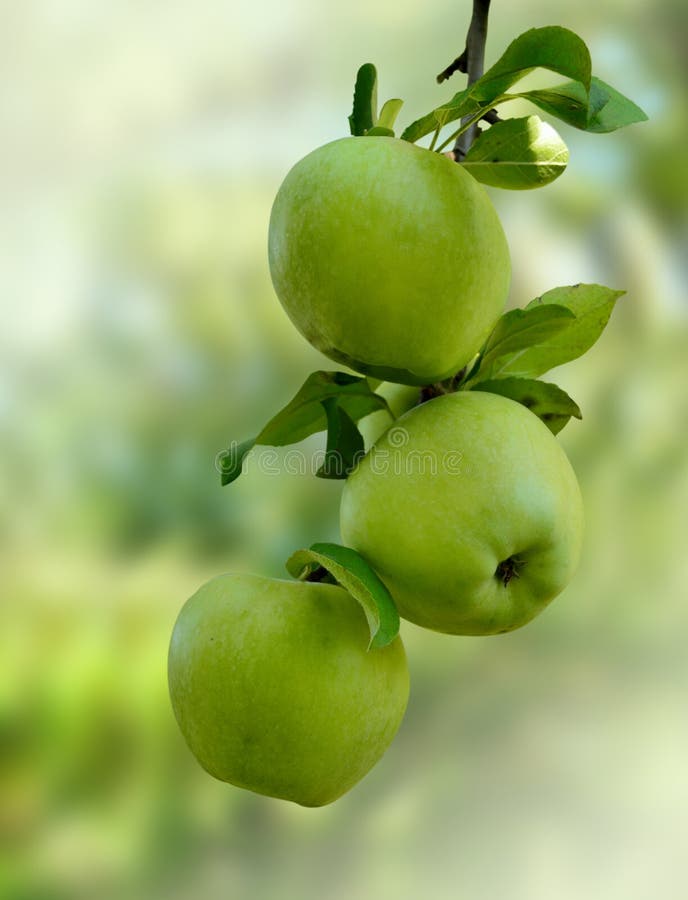 Green apples stock photo. Image of organic, nature, plant - 27036180