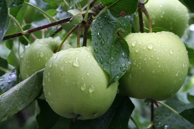 Hives 1 stock photo. Image of honey, mediterranean, flower - 169938