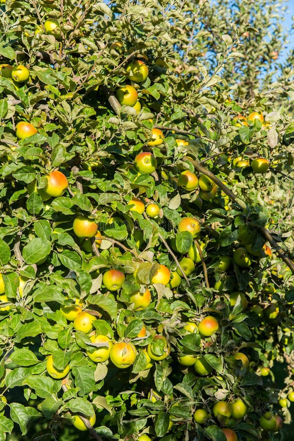 Tree on Green Grass and Blue Sky, Greece, Chania, Crete. Stock Photo ...