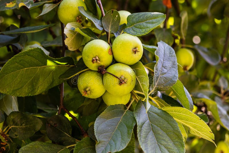 Green Apples in an Apple Tree. Apple Growth Stock Photo - Image of leaf ...