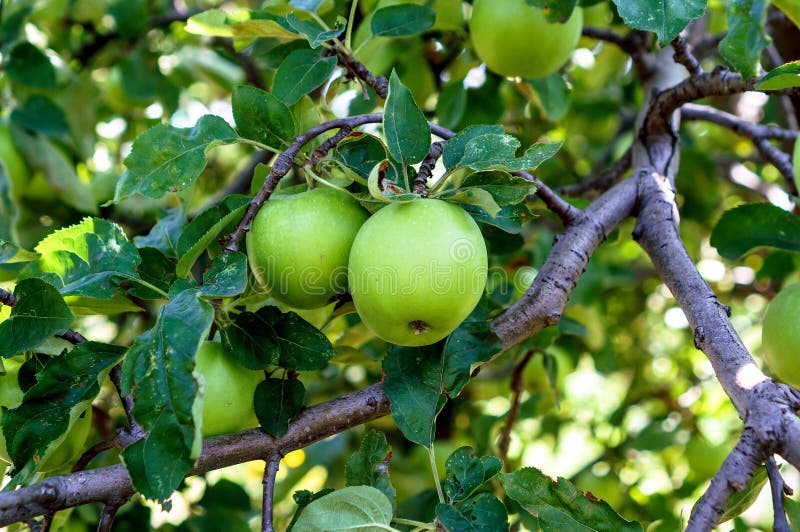 Green Apples on the Apple-tree Stock Image - Image of agriculture ...