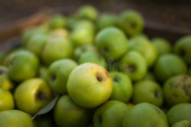 Green apples in box stock photo. Image of juicy, delicious - 45873664