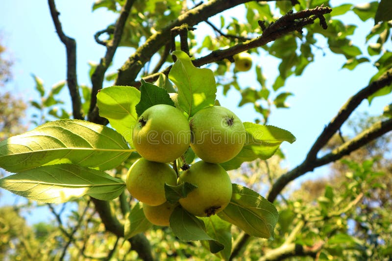 Green Apples on the Branches of an Apple Tree in the Garden Stock Image ...