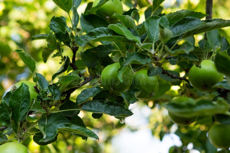 Green Apples on Branches in Garden Food Stock Photo - Image of tree ...