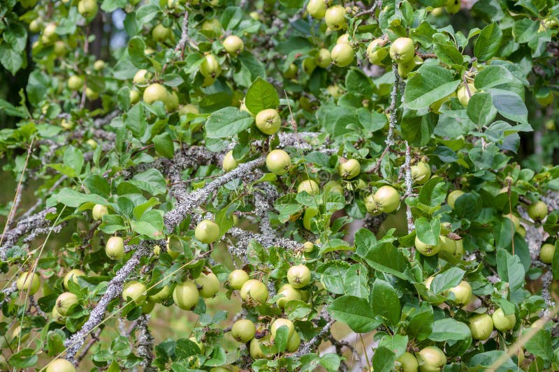 Green Apples on the Branches of Wild Maple Trees Stock Photo - Image of ...