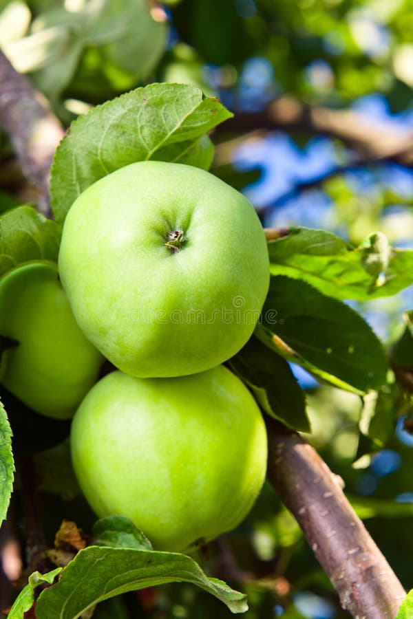 Green apples stock photo. Image of fruit, healthy, apple - 32844580