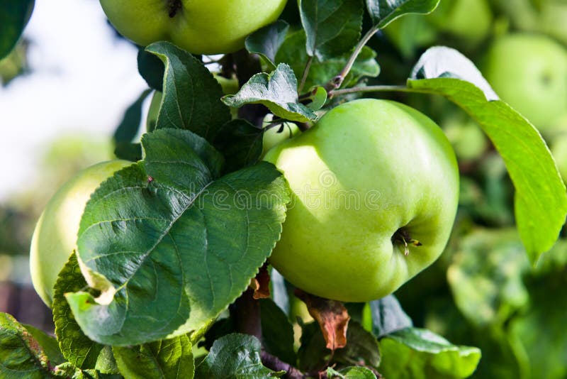 Green apples stock photo. Image of outdoor, organic, summer - 35406240