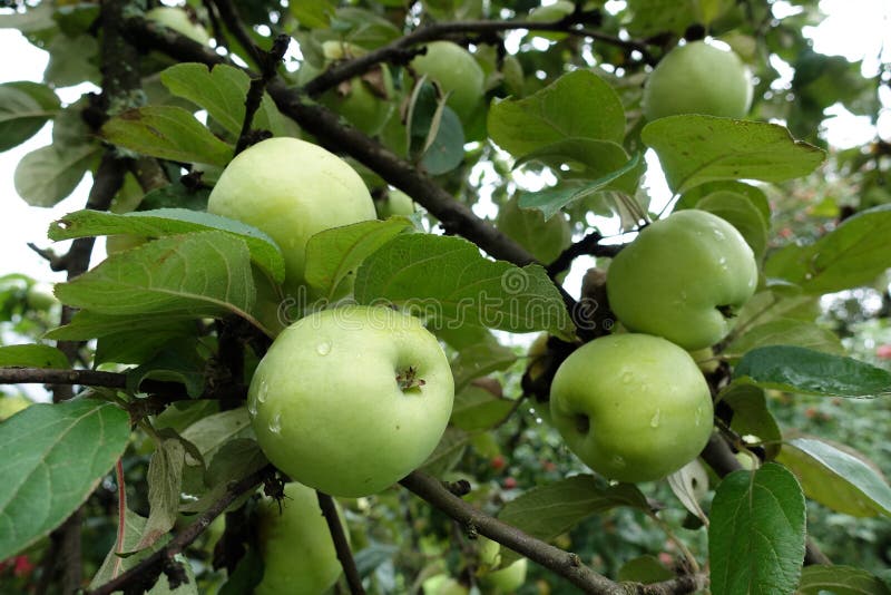 Green Apples Covered with Drops after Rain on an Apple Tree Branch ...