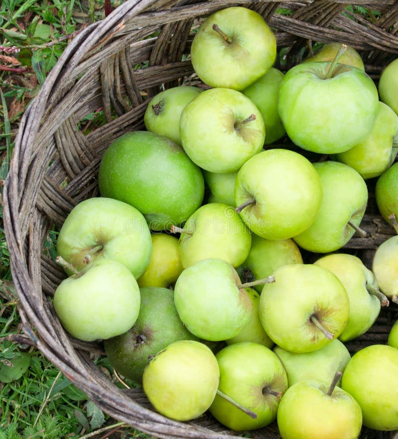 Green apples stock photo. Image of leaf, green, crop - 50972184