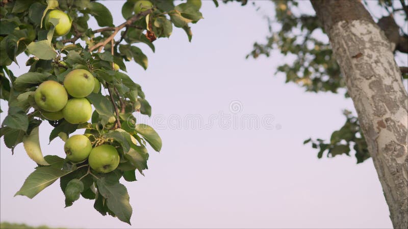 Ripe Green Yellow Apples on the Branch Growing. Green Apples Grow on a ...