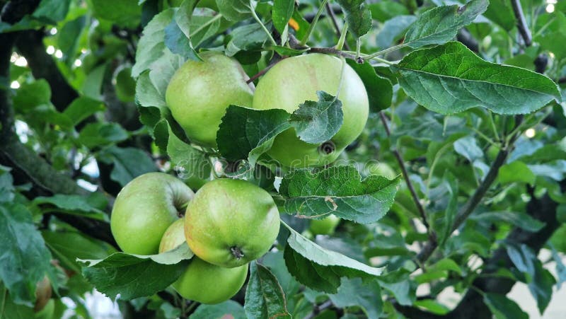 Green Apples Growing on Apple Tree. Stock Photo - Image of growing ...