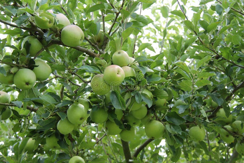 Green Apples. stock image. Image of produce, country - 50606125
