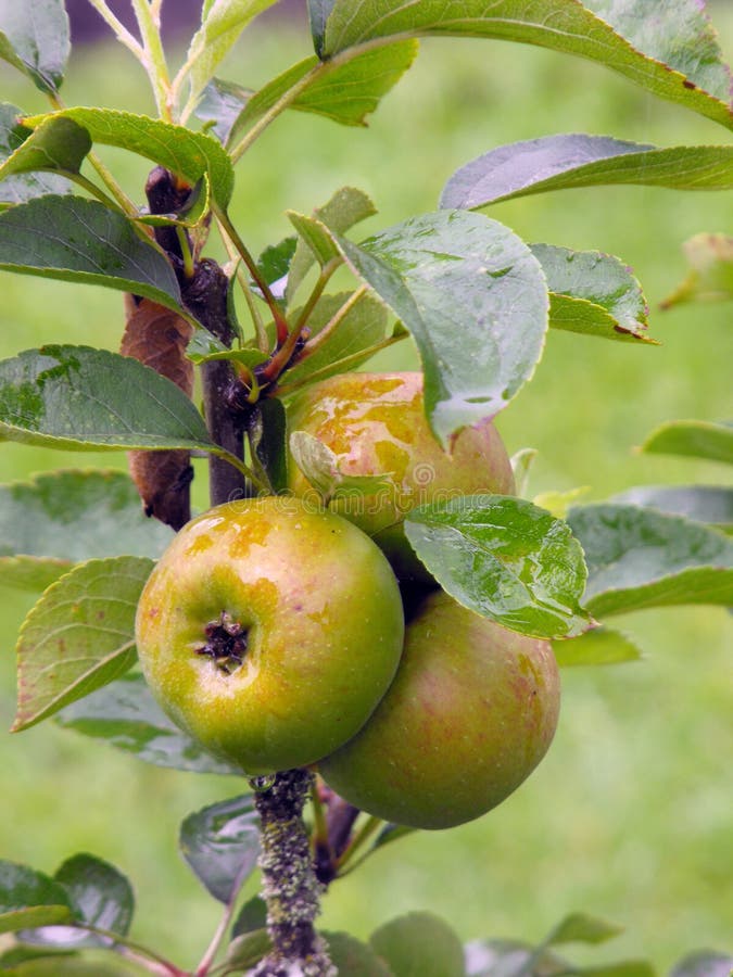 Apples growing on tree stock photo. Image of fresh, growing - 175506234